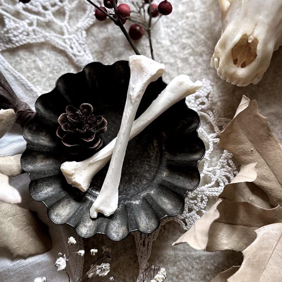 One Real Skunk Tibia Bone – No. 01, Real Skunk Bones, Skunk Taxidermy ...