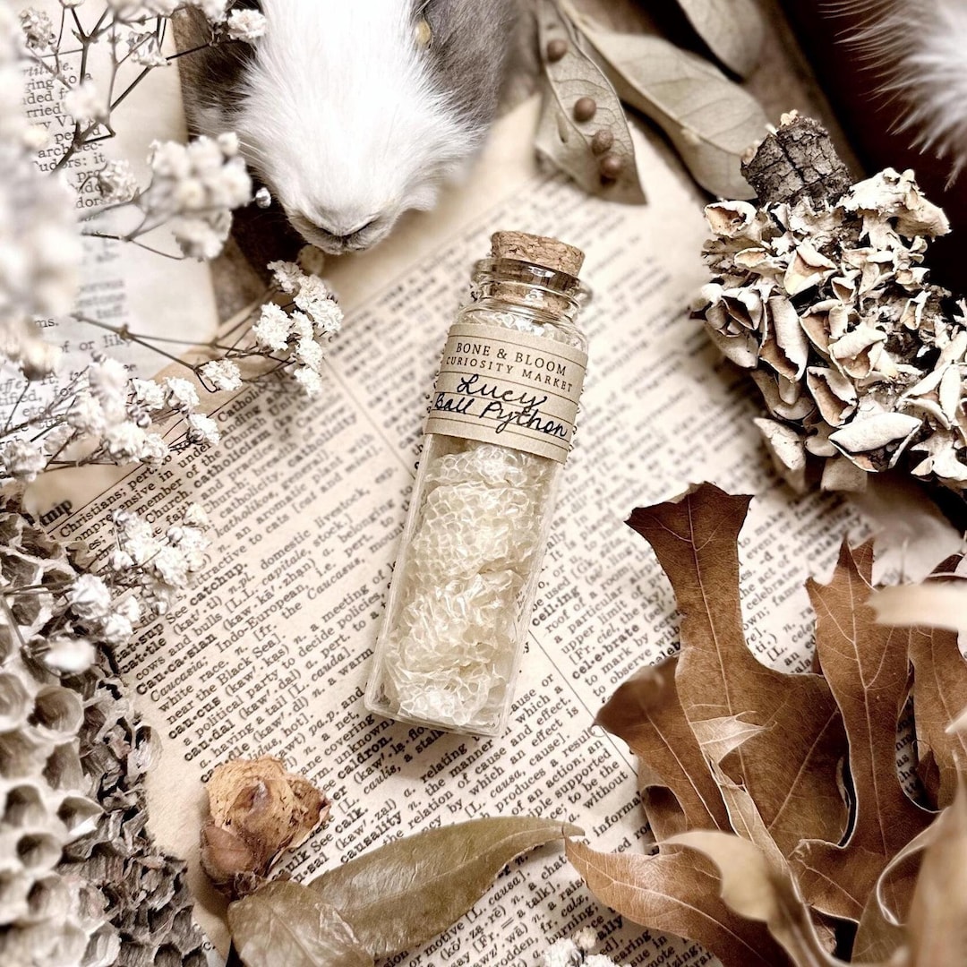 Black Eyed Lucy Ball Python Snake Skin in Glass Vial, Snake Shed, Snake ...