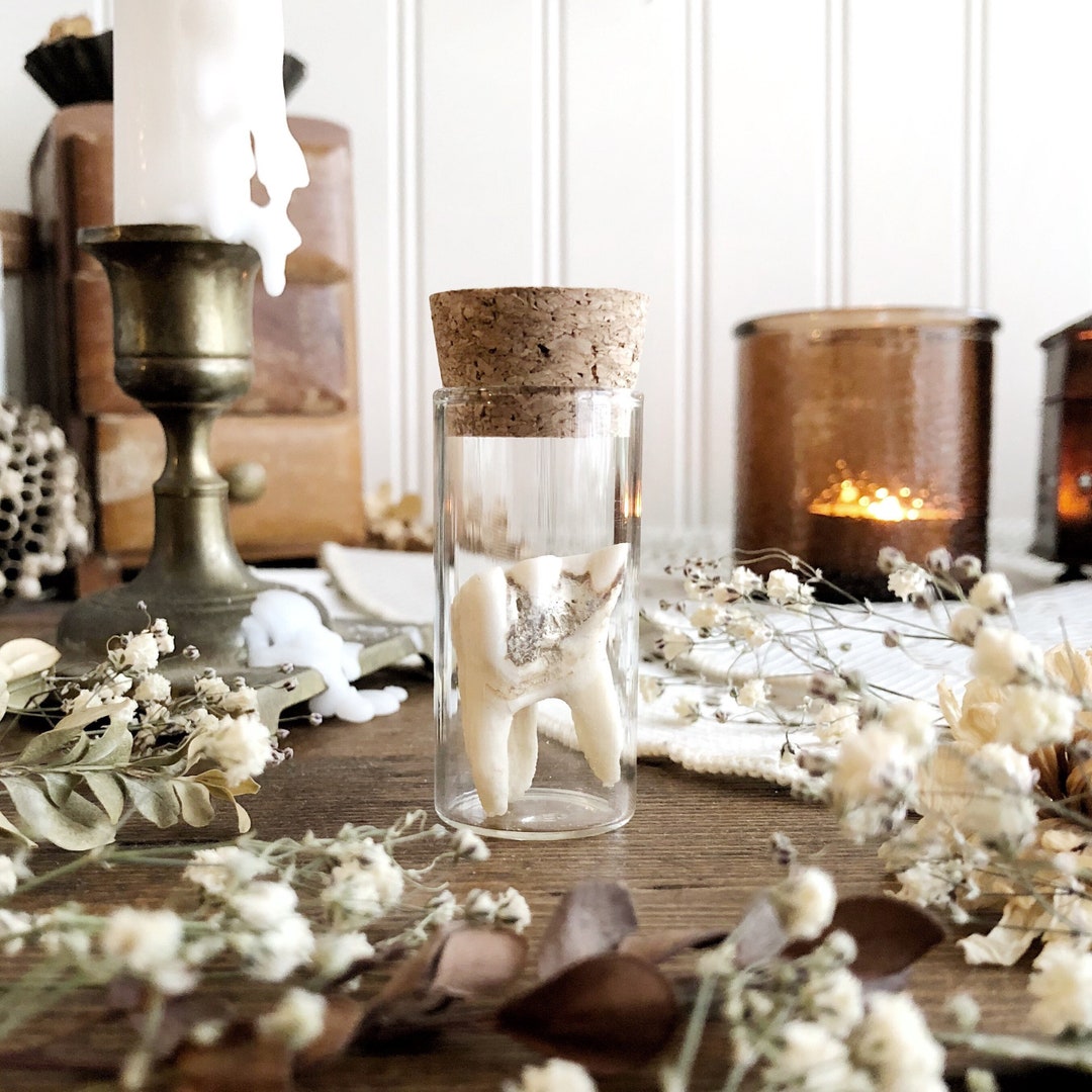 Real Cow Tooth in Glass Vial – No. 20, Real Cow Molar, Natural History ...