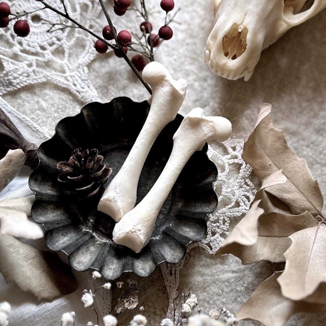 Real Skunk Femur Bone – No. 01, Real Skunk Bones, Skunk Taxidermy ...