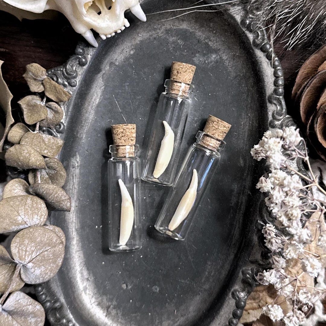 Tiny Mink Canine Tooth in Glass Vial – No. 01, Real Mink Teeth, Natural ...