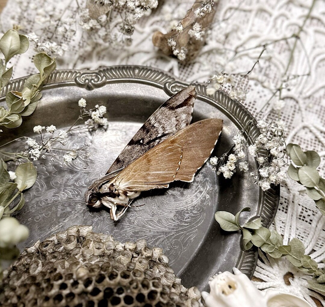 Real Preserved Giant Moth – No. 03, Natural History, Curiosity, Oddity ...