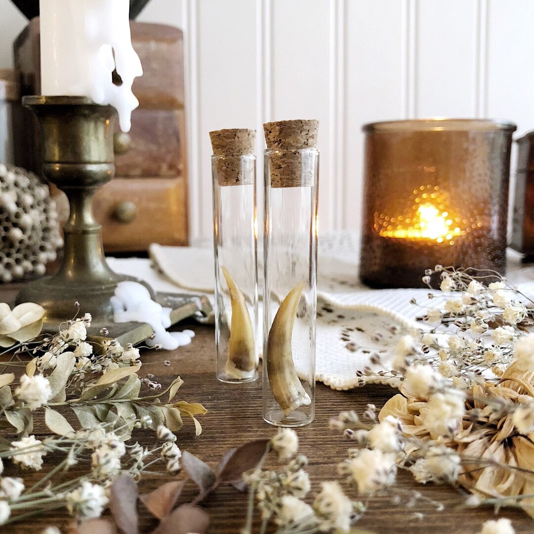 Real Snapping Turtle Claw in Glass Vial – No. 02, Real Claws, Natural ...