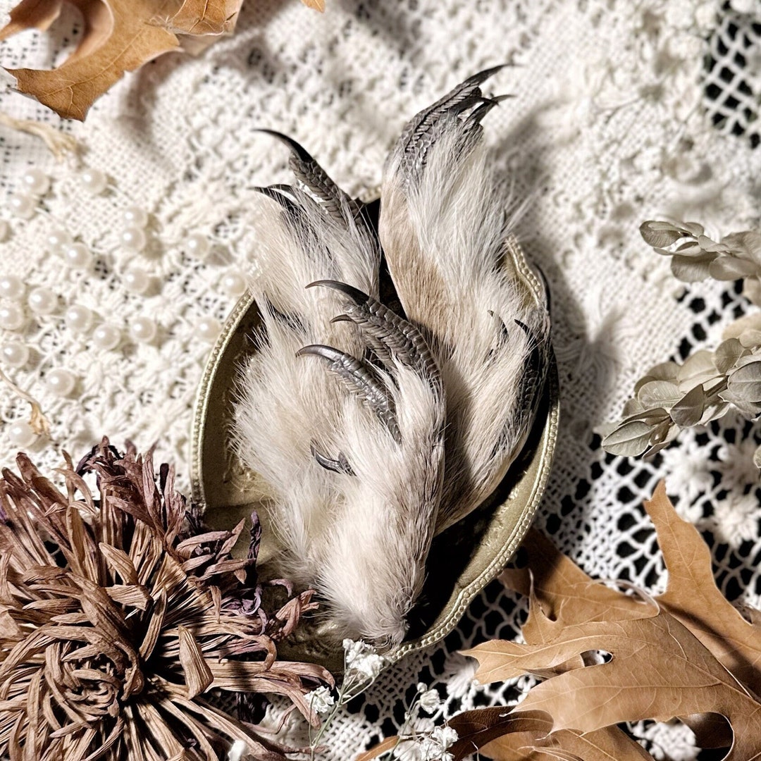Real Fluffy Grouse Foot, Mummified Foot, Dried Feet, Natural History ...
