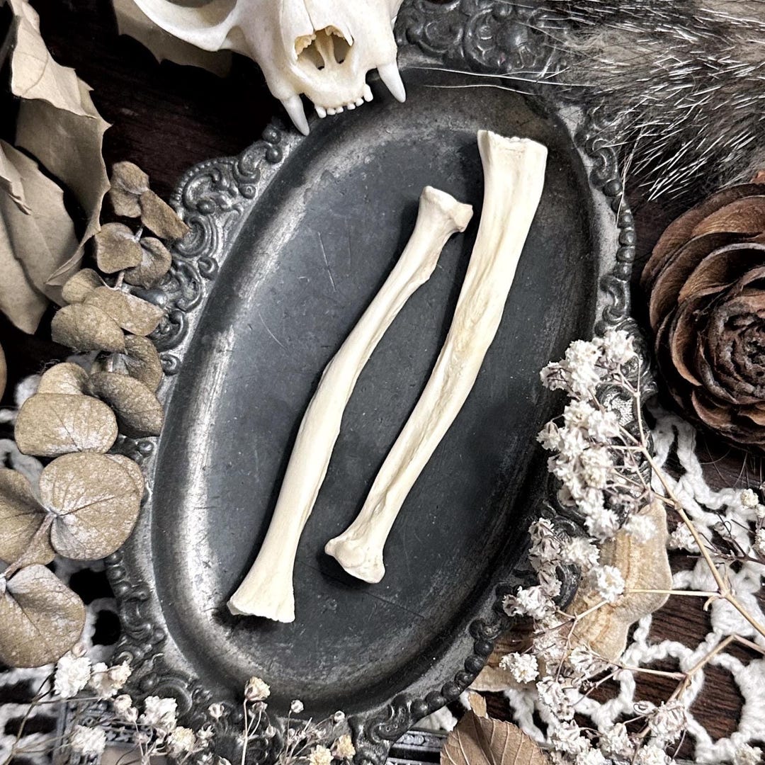 Real Beaver Radius Bone, Beaver Gift, Beaver Decor, Natural History ...