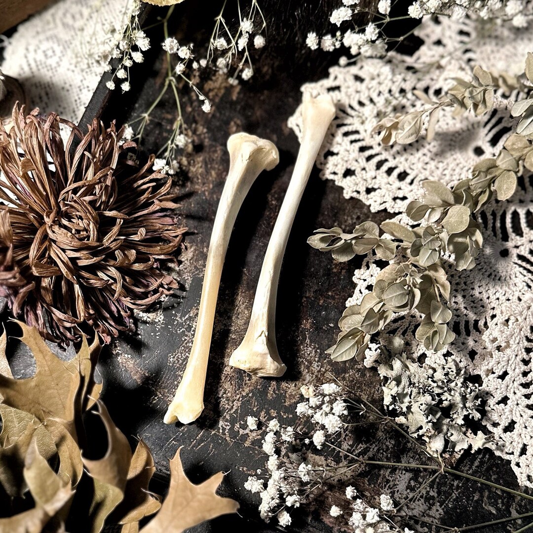 One Real Rustic Raccoon Tibia Bone – No. 01, Raccoon Bones, Real Bones ...