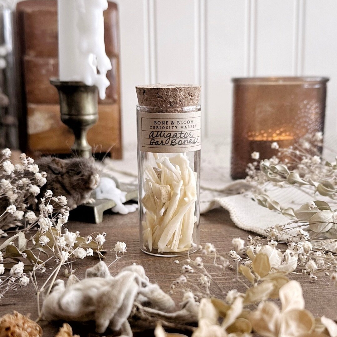 Alligator Gar Bones in Glass Vial – No. 02, Gar Bones, Natural History ...