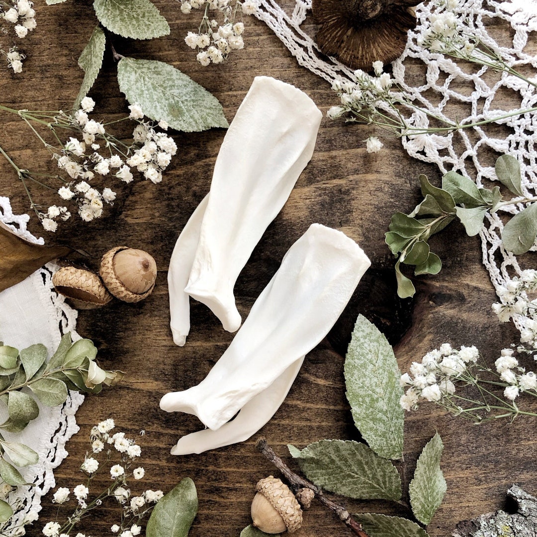 Real Beaver Scapula Bone A Quality Beaver Bones Natural - Etsy