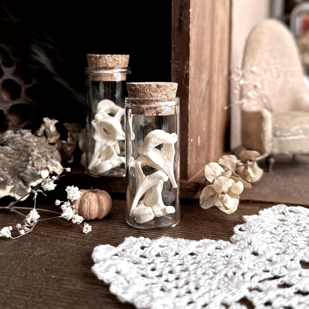 Real Fetal Pig Vertebrae Bones in Glass Vial, Real Pig Bones, Pig Decor ...