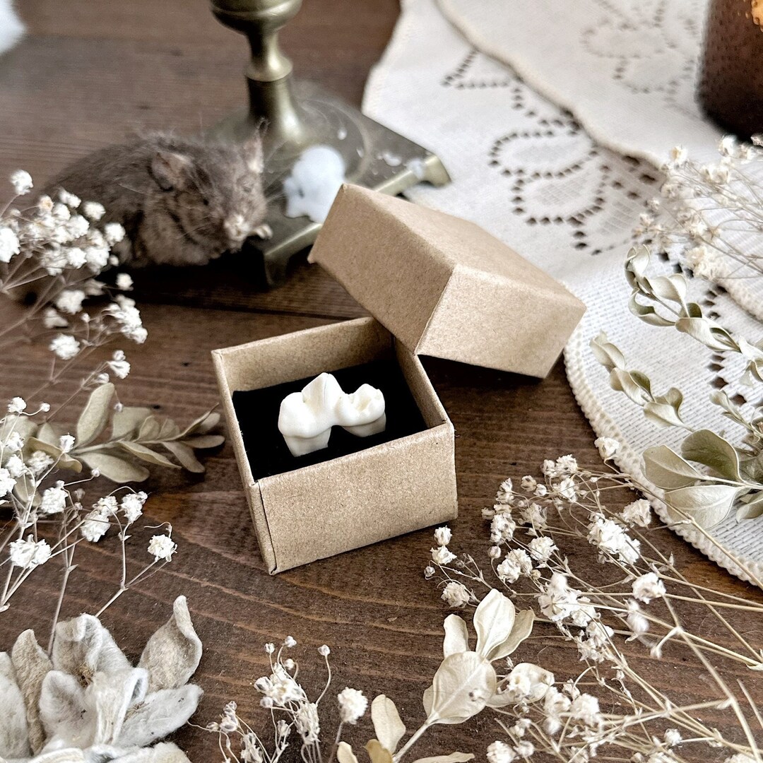 Real Coyote Molar in Tiny Kraft Box, Coyote Decor, Coyote Gift, Natural ...