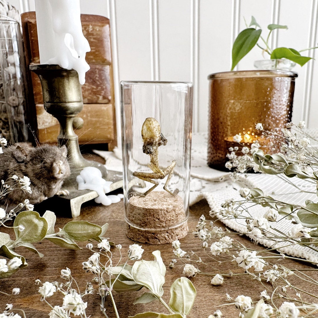 Real Mummified Skeletal Frog in Glass Vial No. 06, Preserved Frog ...