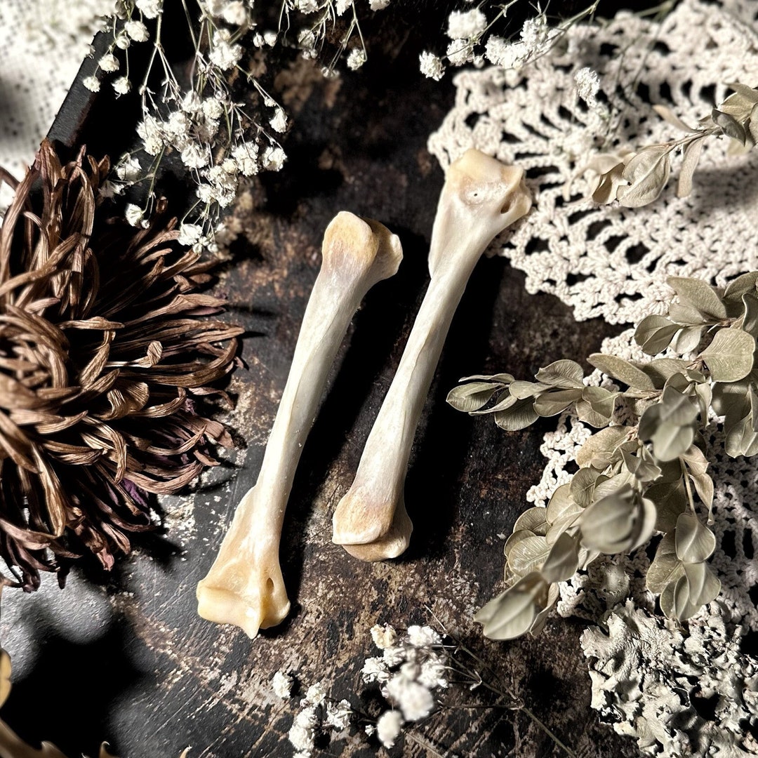 Real Raccoon Humerus Bone No. 02, Raccoon Bones, Animal Bones, Natural ...