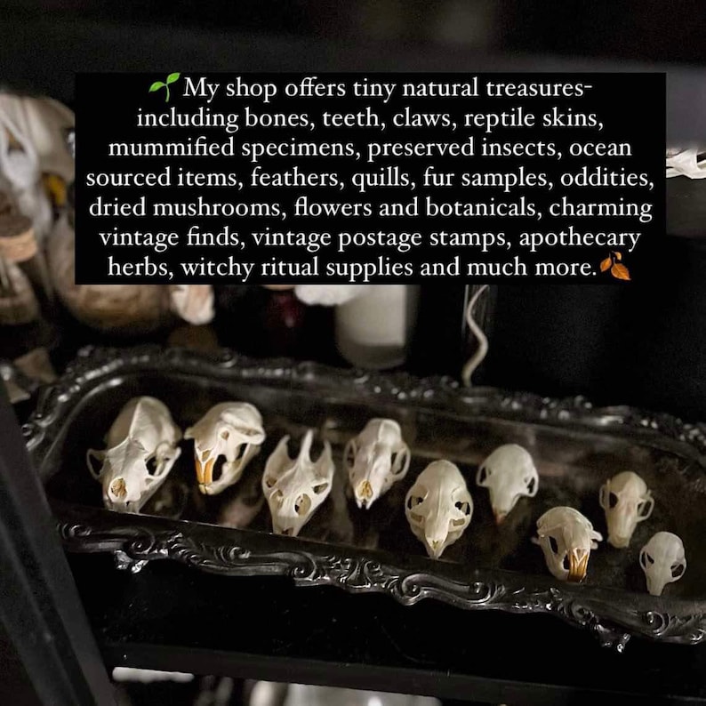 Real Pit Viper Rib Bones, Snake Rib Bone Pair, Natural History ...