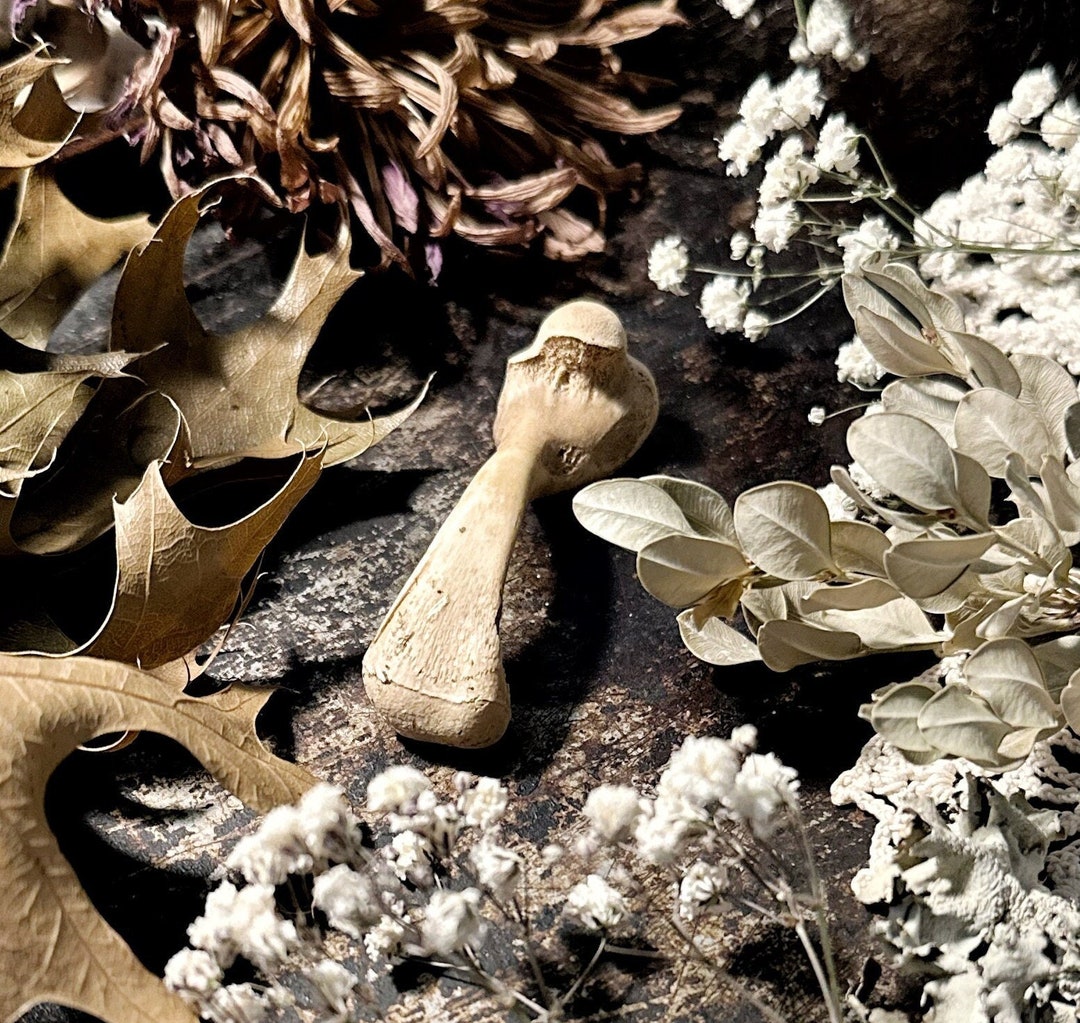 Rustic Turtle Femur Bone, Real Turtle Bones, Turtle Decor, Natural ...