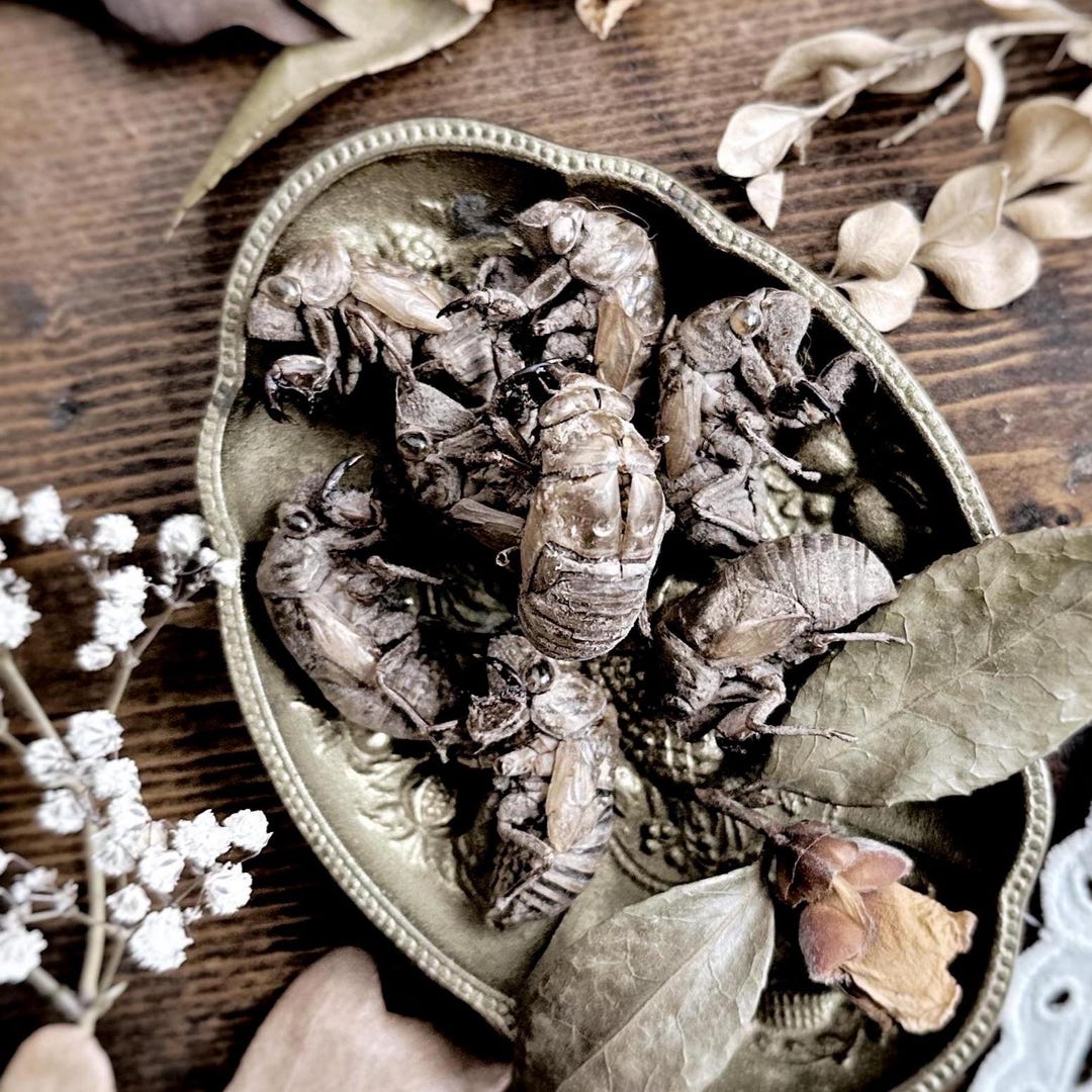 4 Real Cicada Molts, Cicada Exoskeletons, Cicada Husks, Preserved ...