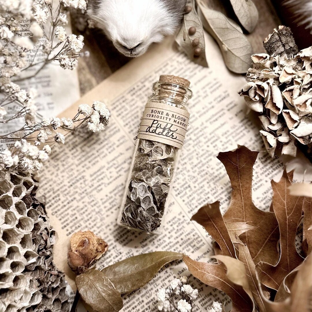 Puff Adder Snake Skin in Glass Vial, Venomous Snake Shed, Exotic Snake ...