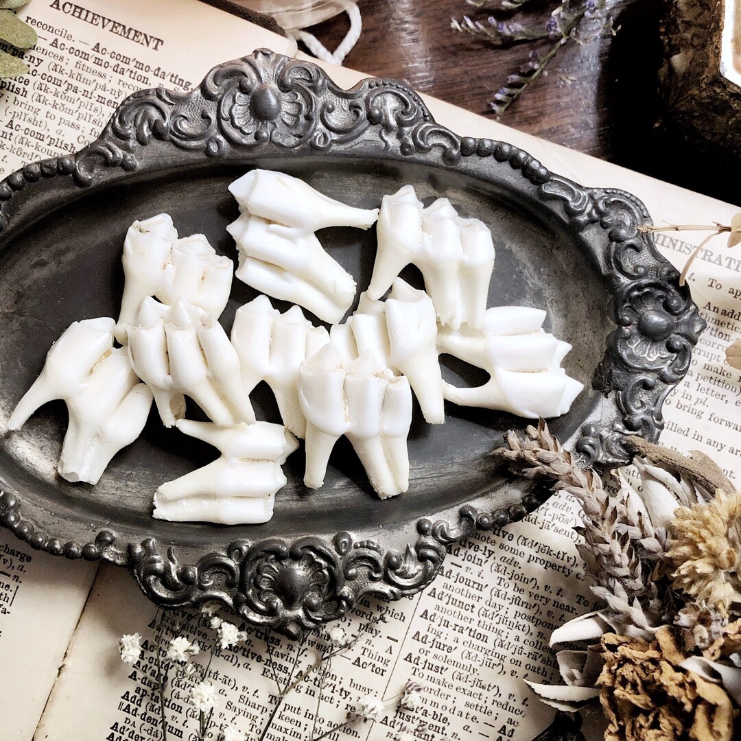 One Large Deer Molar – No. 02, Real Deer Tooth, Real Deer Teeth ...