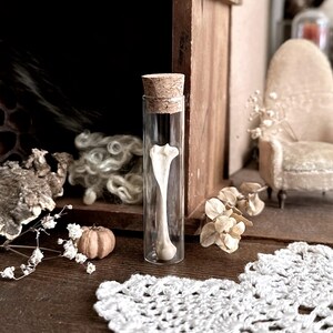 Real Squirrel Humerus Bone in Glass Vial – No. 02, Natural Squirrel ...