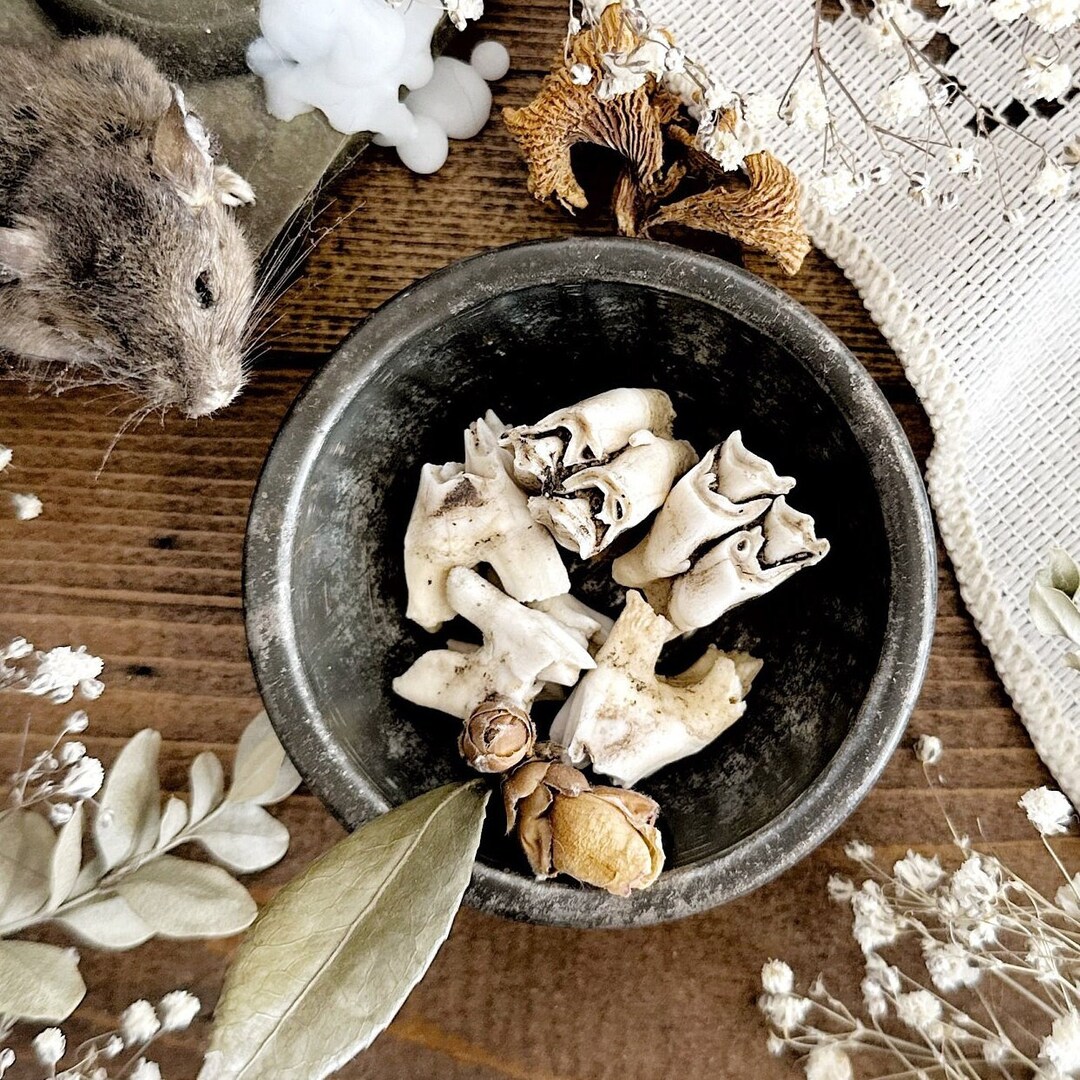 Real Rustic Deer Tooth – No. 04, Real Deer Molar, Deer Teeth, Natural ...