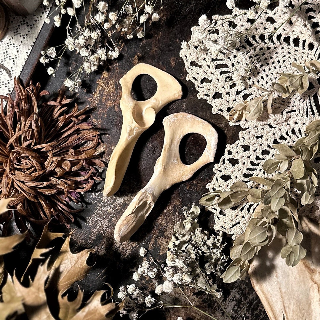 Real Raccoon Pelvic Bone No. 01, Raccoon Bones, Animal Bones, Natural ...