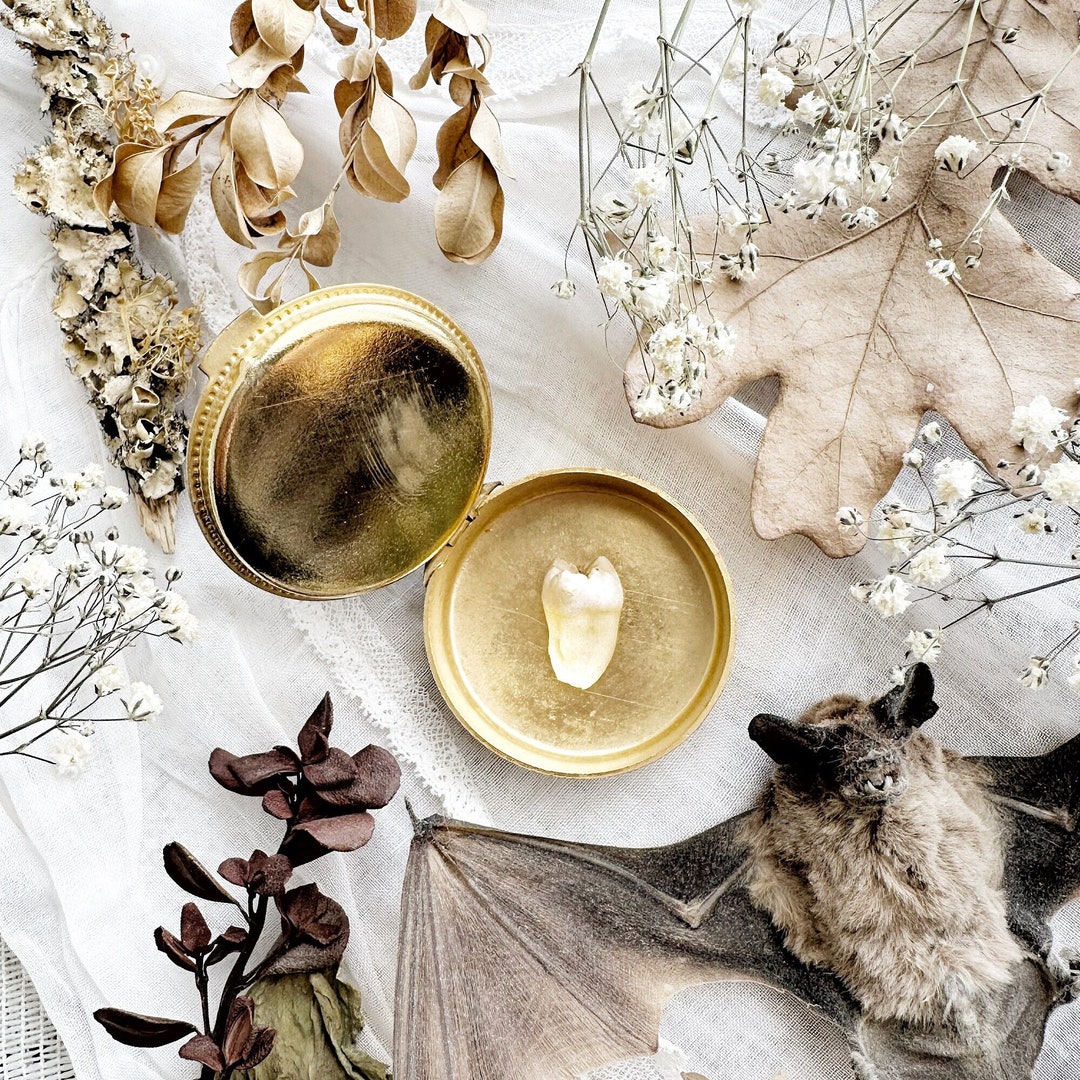 Real Human Tooth in Vintage Trinket Box – No. 09, Human Teeth, Real ...