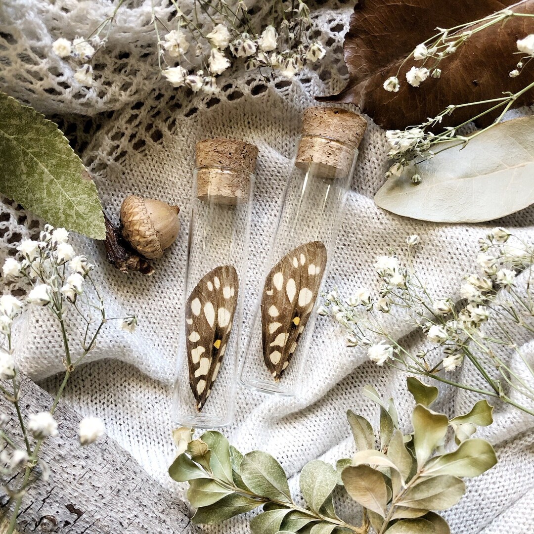 Real Butterfly Wing in Glass Vial, Butterfly Wings, Curiosity, Oddity ...