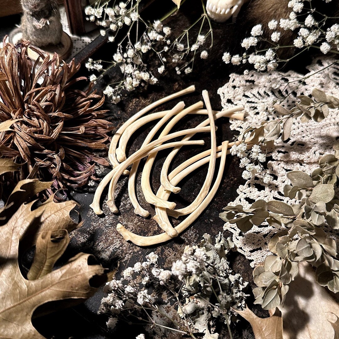 One Real Raccoon Rib Bone, Raccoon Bones, Raccoon Decor, Animal Bones ...