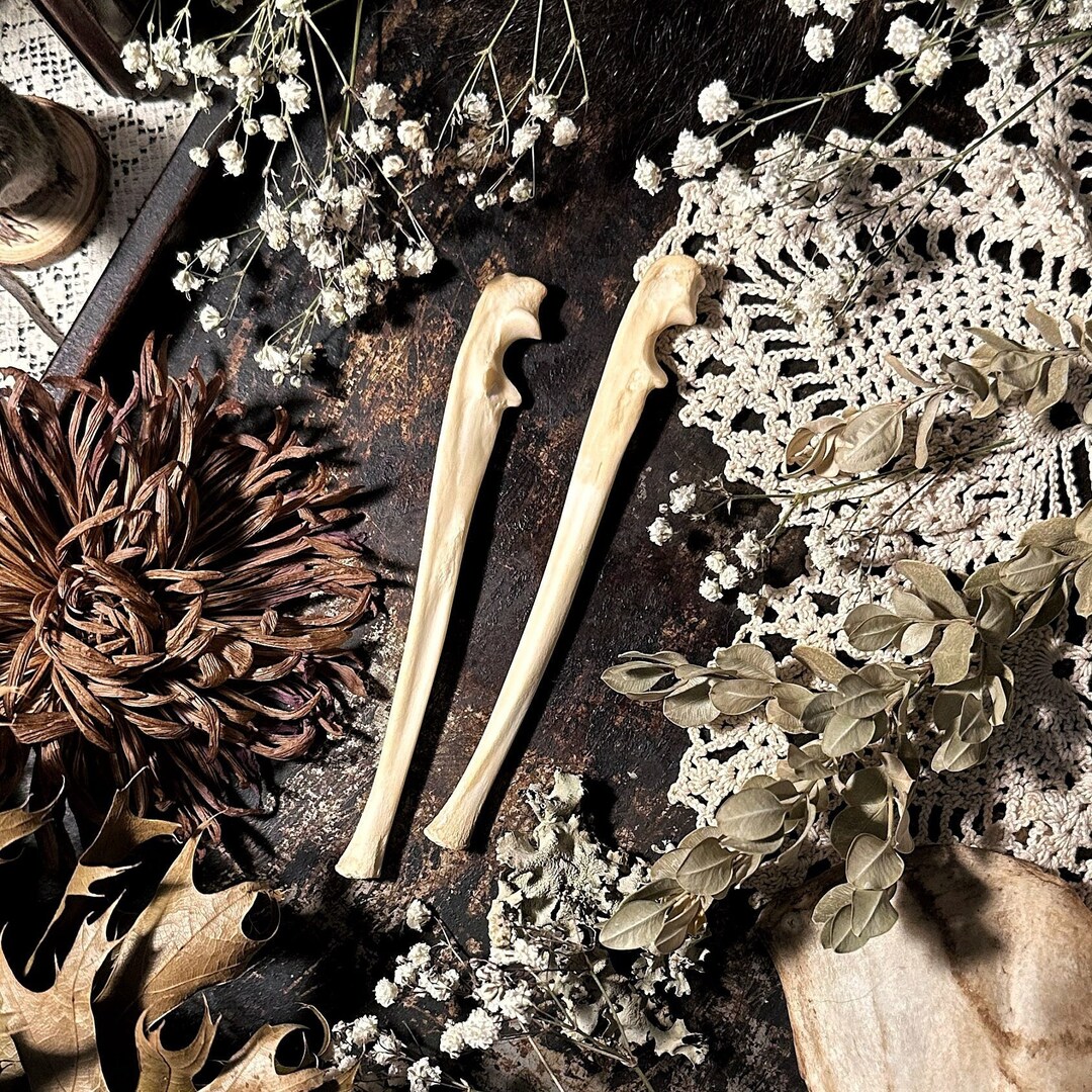 Real Raccoon Ulna Bone No. 02, Raccoon Bones, Animal Bones, Natural ...