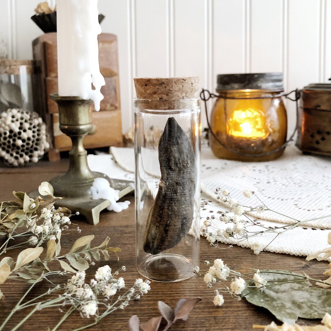 Real Bull Leech in Glass Vial No. 03, Dried Leech, Natural History ...