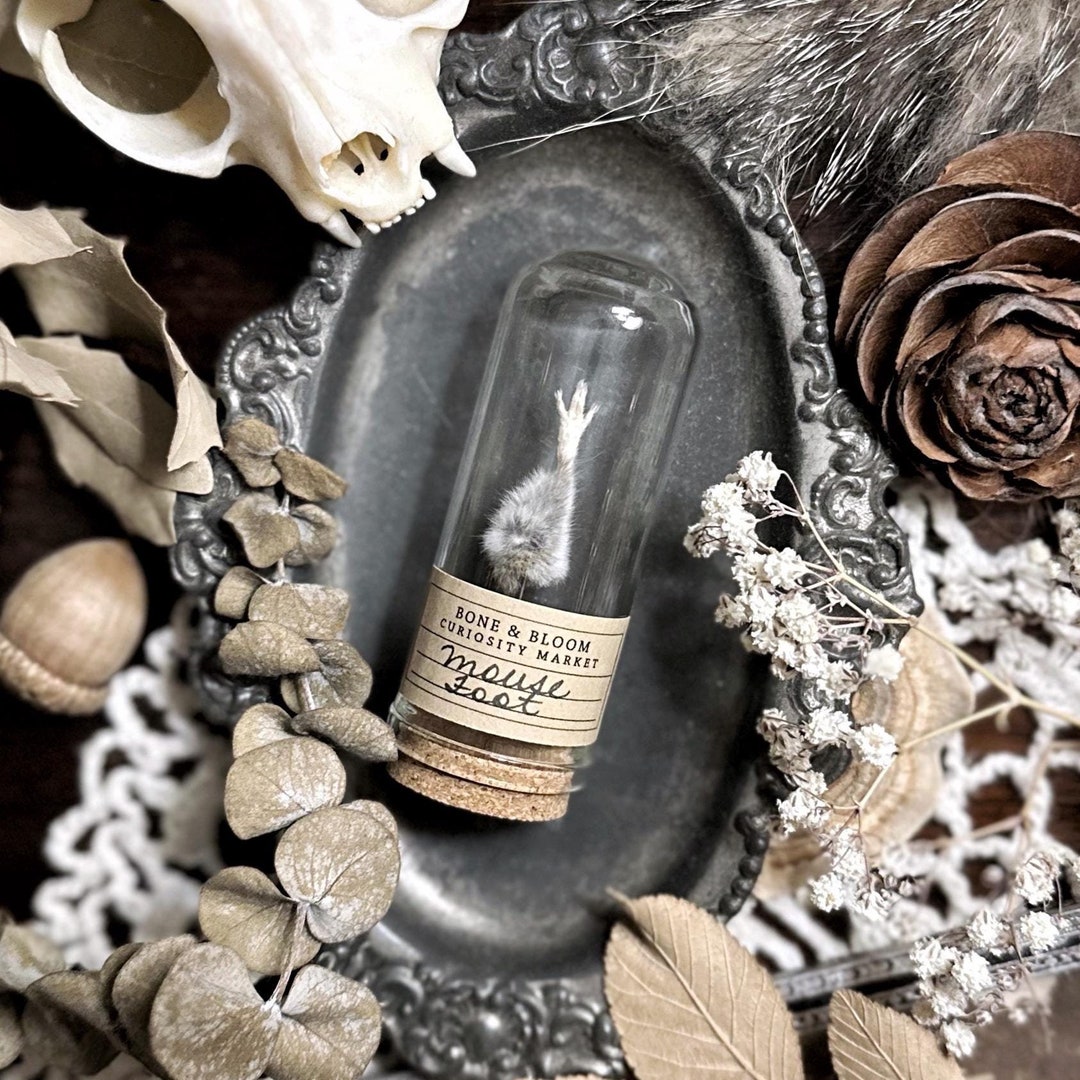 Real Mummified Mouse Foot in Glass Dome No. 02, Mouse Decor, Natural ...