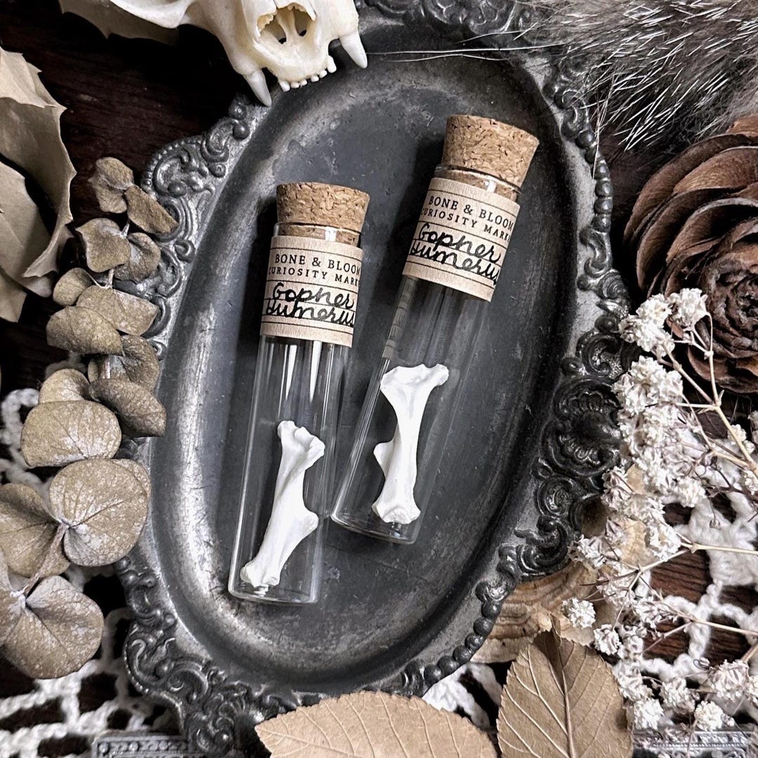 Real Gopher Humerus Bone in Glass Vial, Gopher Bones, Natural History ...
