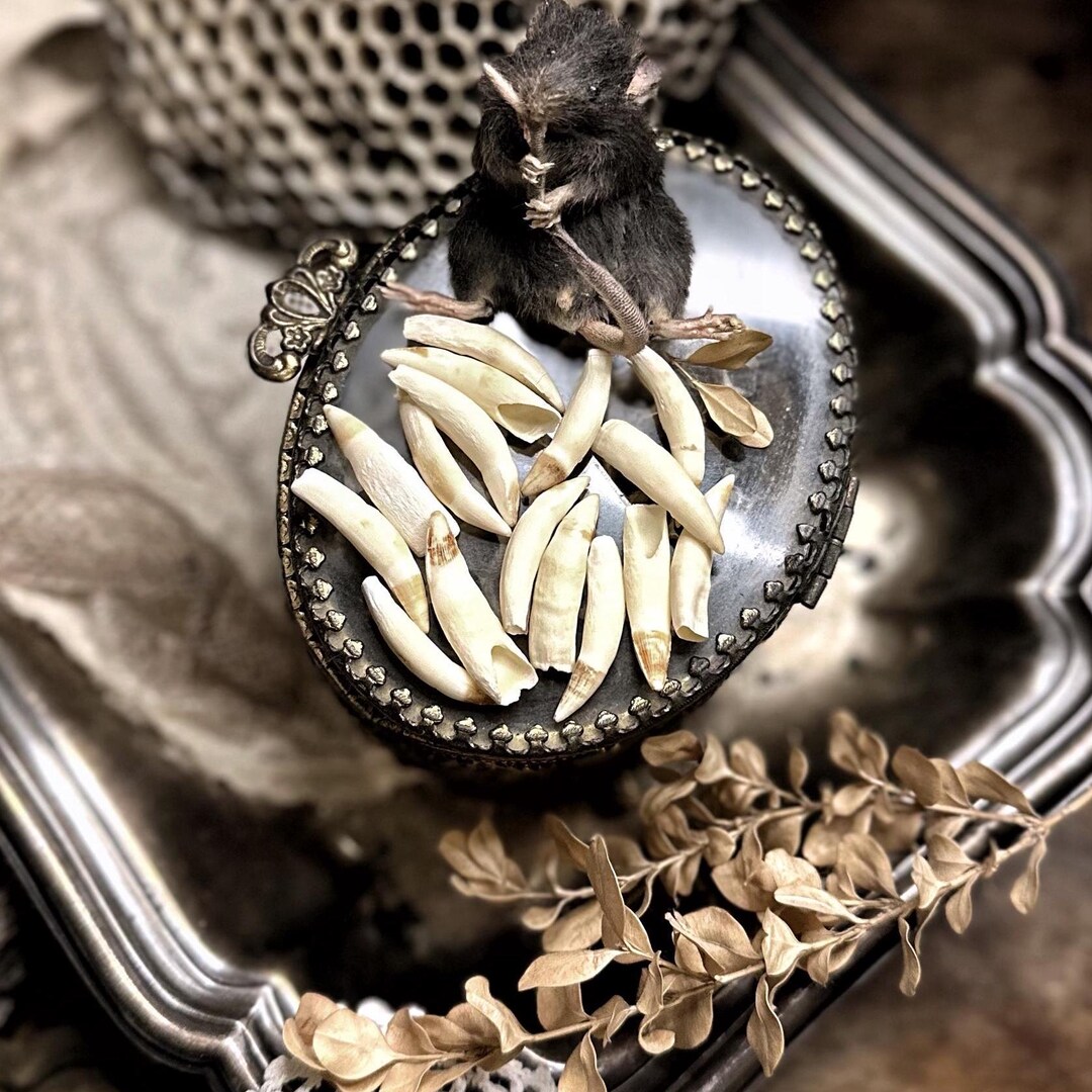 Set of 3 Real Alligator Teeth, Alligator Tooth, Alligator Gift, Natural ...