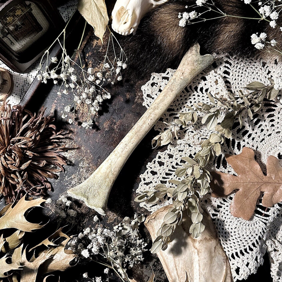 Real Rustic Deer Leg Bone, Deer Tibia, Real Deer Bones, Deer Decor ...