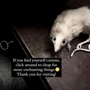 Large Fish Vertebrae Bone, Real Fish Bones, Natural History, Curiosity ...