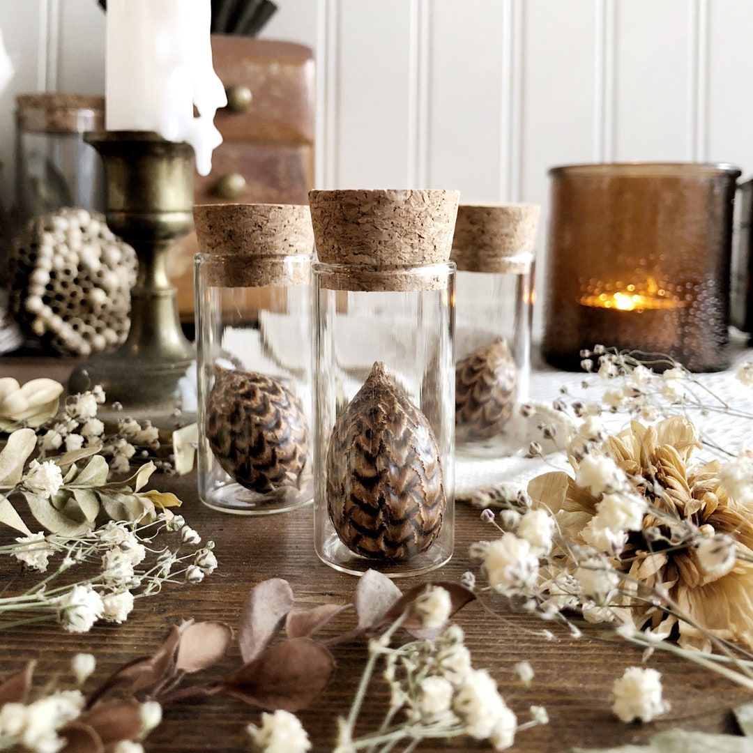 Real Rattan Pod in Glass Vial, Dried Pods, Pine Cones, Dried Botanicals ...