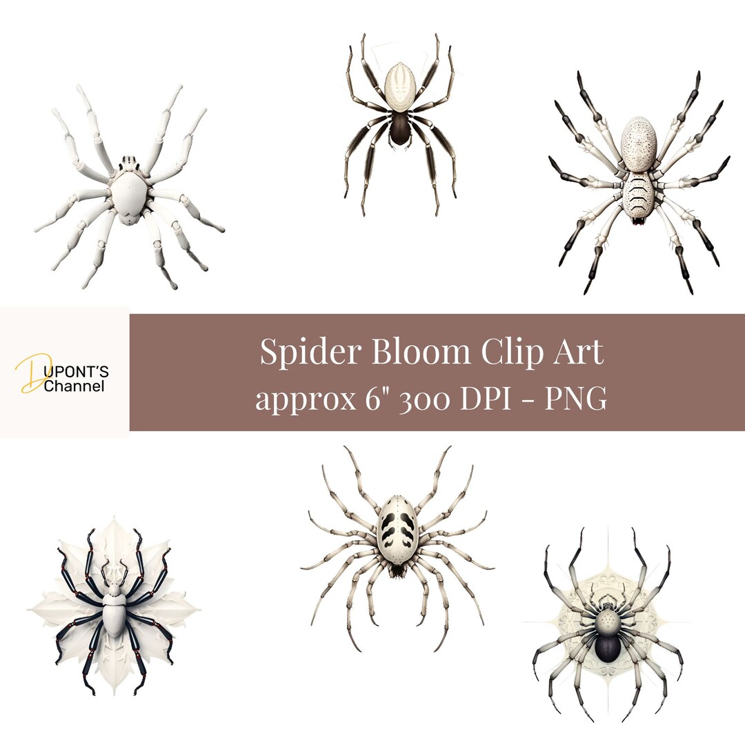 Spider Bloom Clip Art: Baroque Frames, Pink Flowers (PNG Digital ...