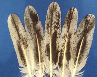 Eagle feather | Etsy