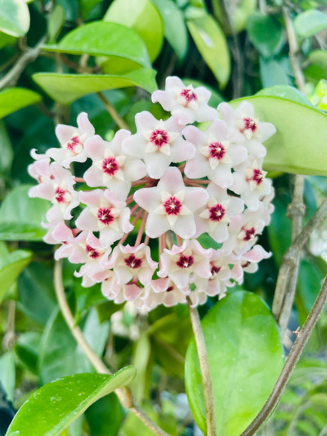 Pink Hoya Carnosa Plants Wax Plant Indoors and Outdoors Plant - Etsy
