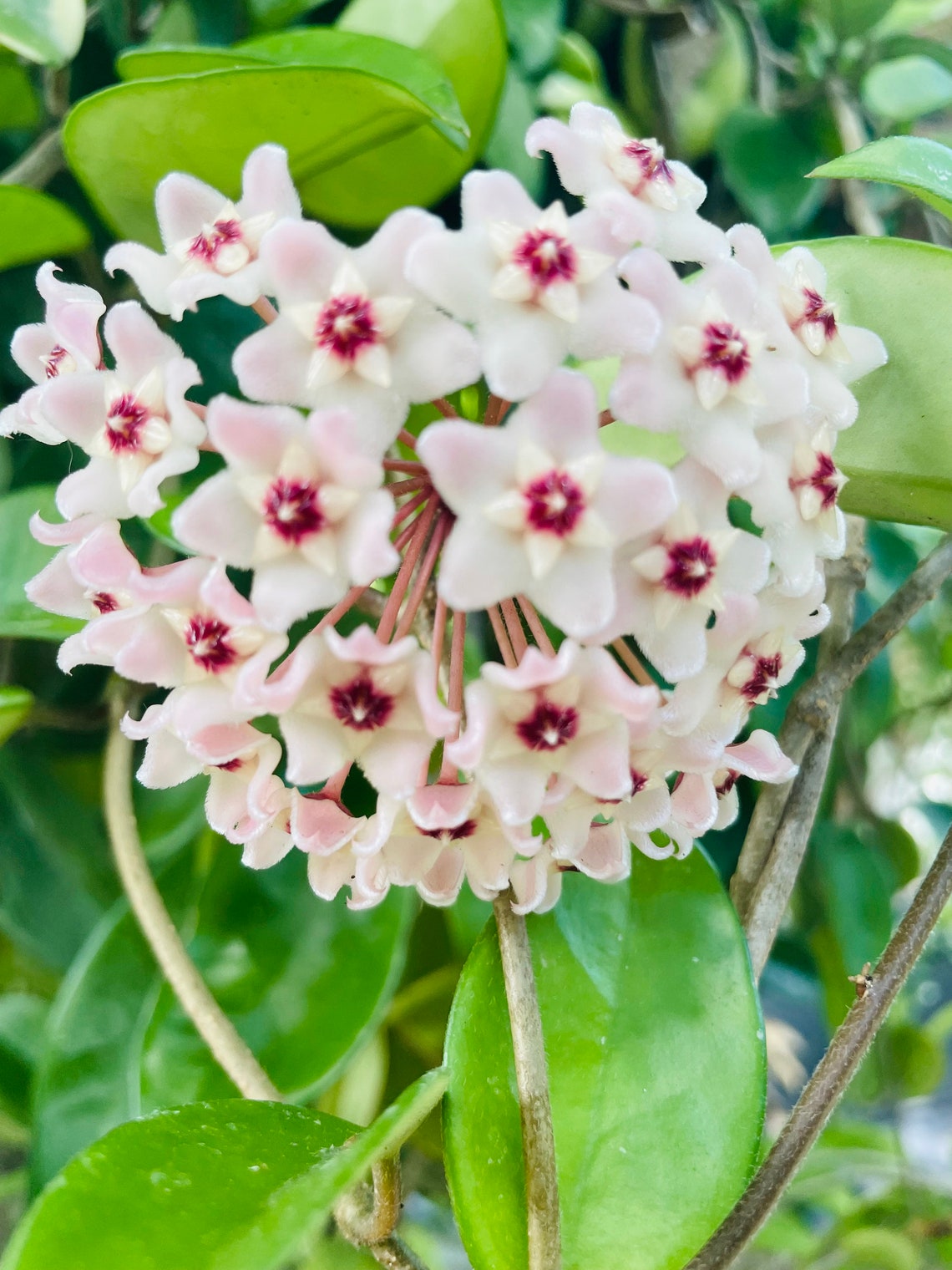 Pink Hoya Carnosa Plants Wax Plant Indoors and Outdoors Plant - Etsy