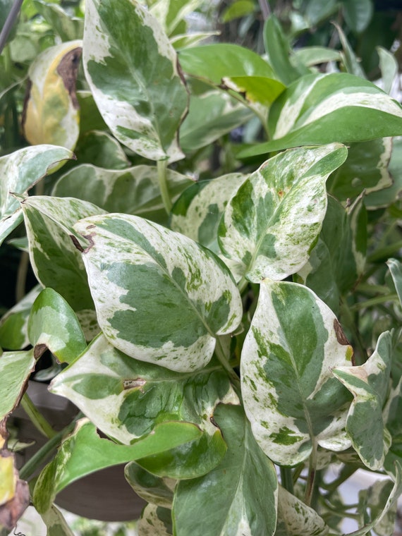 Pearl and Jade Pathos 3 Node Cuttings Unrooted | Etsy