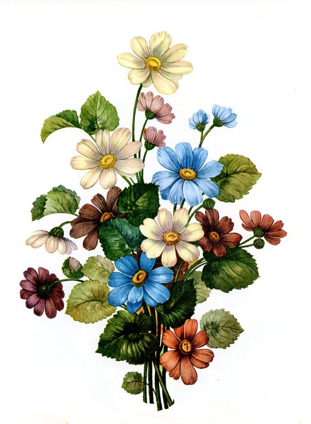 Vintage Original Flower Engraving, Floral Print, Printed in Germany ...