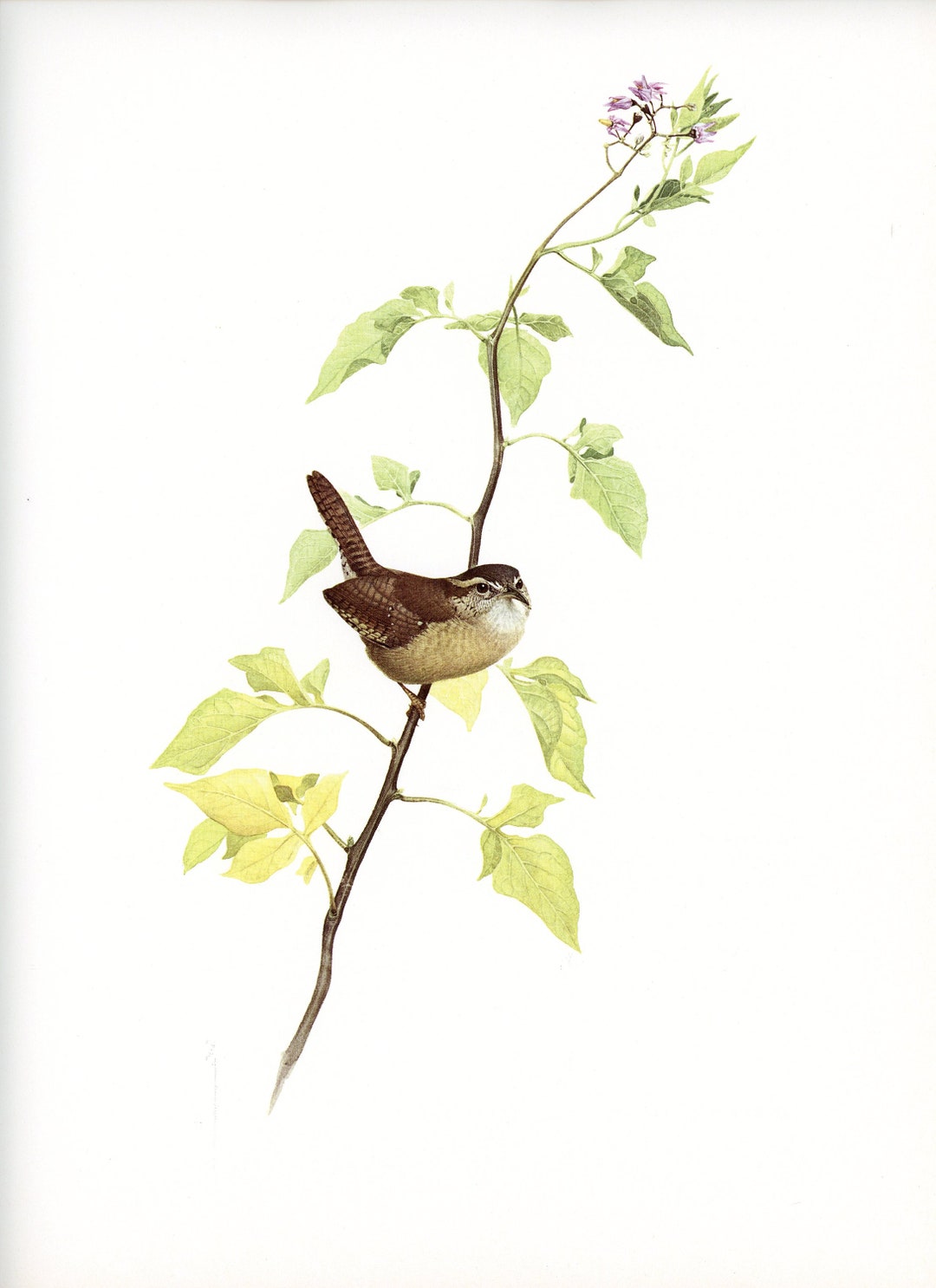 Vintage Catbird Lithograph Print by James Lansdowne, With Artist Sketch ...