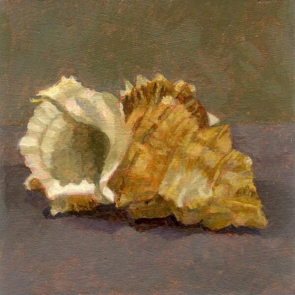 Seashell Still Life - Etsy
