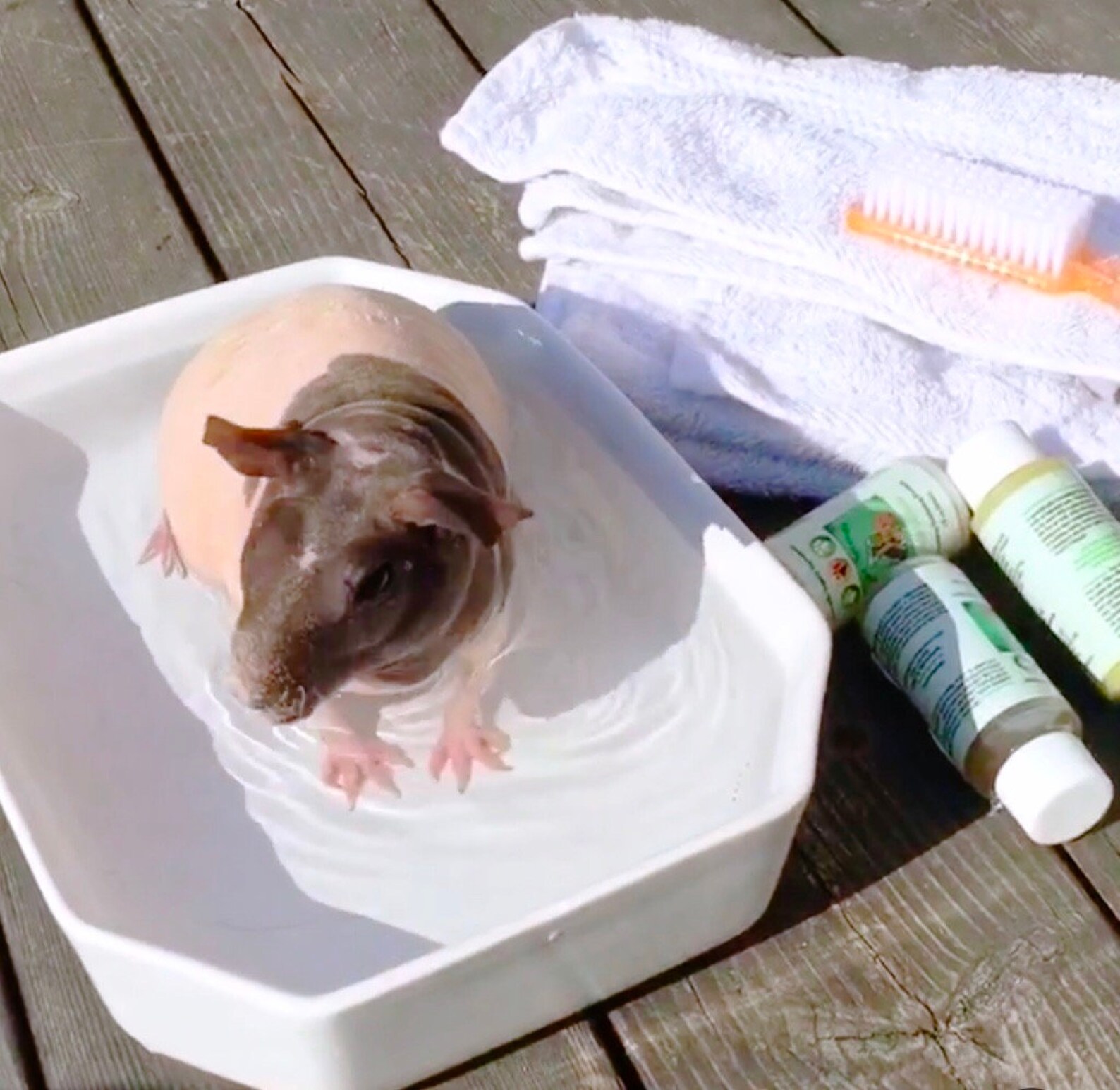 4-HAIRLESS SKINNY PIGS sensitive Grooming Kit for Sensitive | Etsy