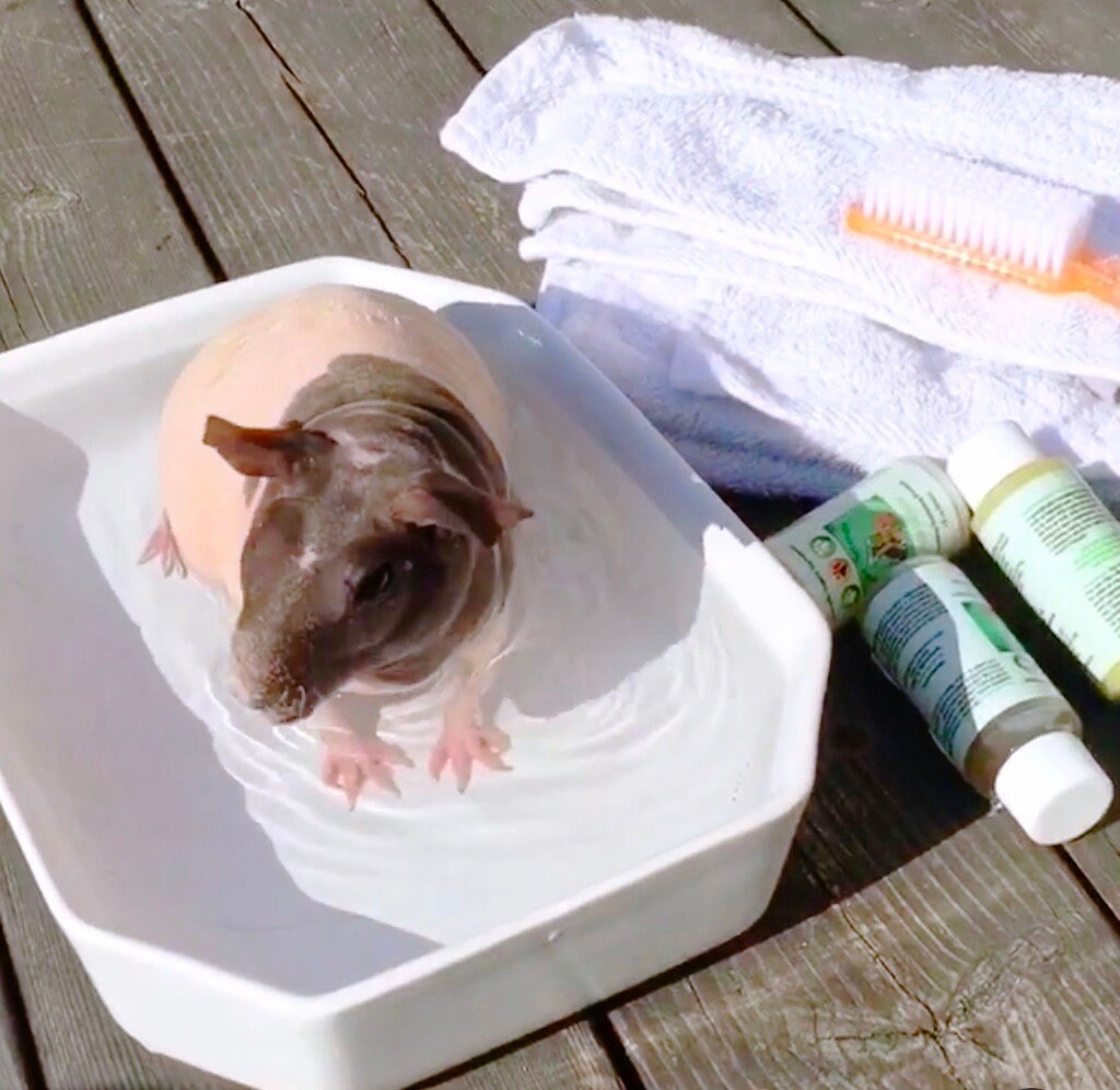 4-HAIRLESS SKINNY PIGS sensitive Grooming Kit for Sensitive | Etsy