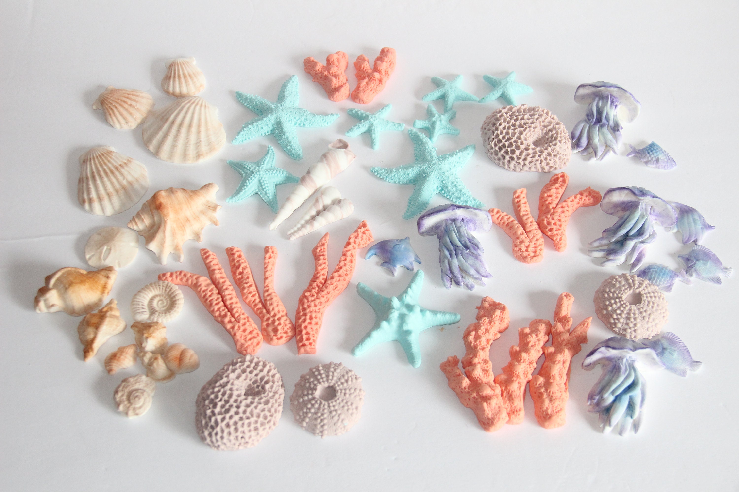 X-TRA LARGE Sea Shells Sea Stars 4 3 | Etsy