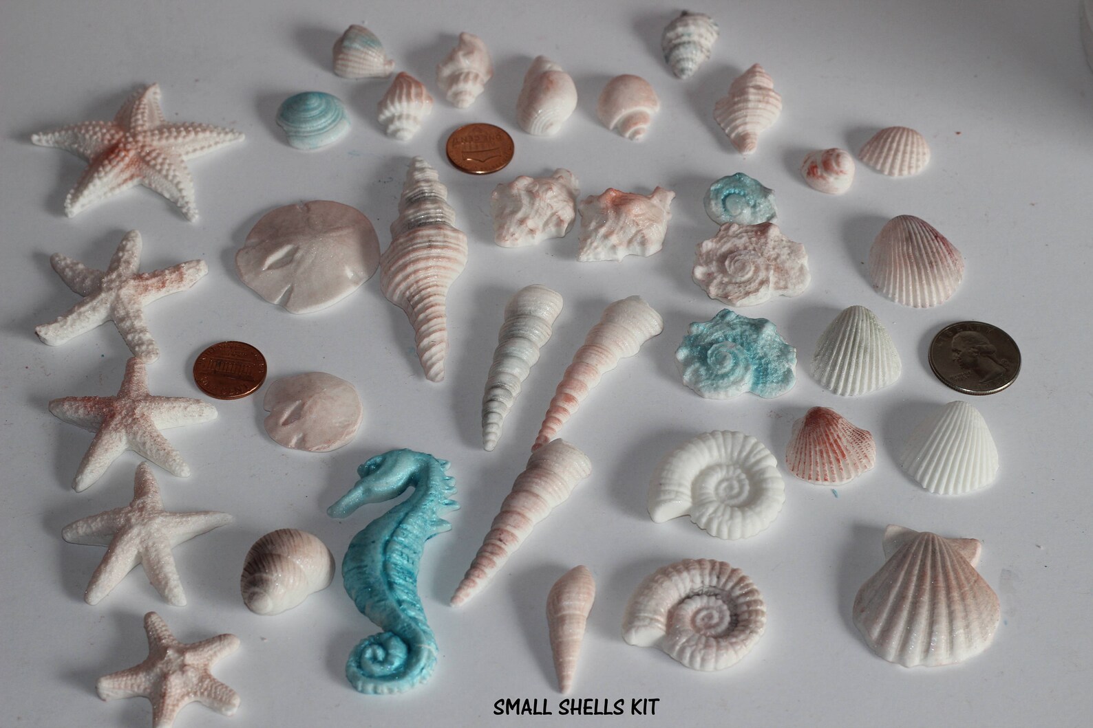 X-TRA LARGE Sea Shells Sea Stars 4 3 - Etsy