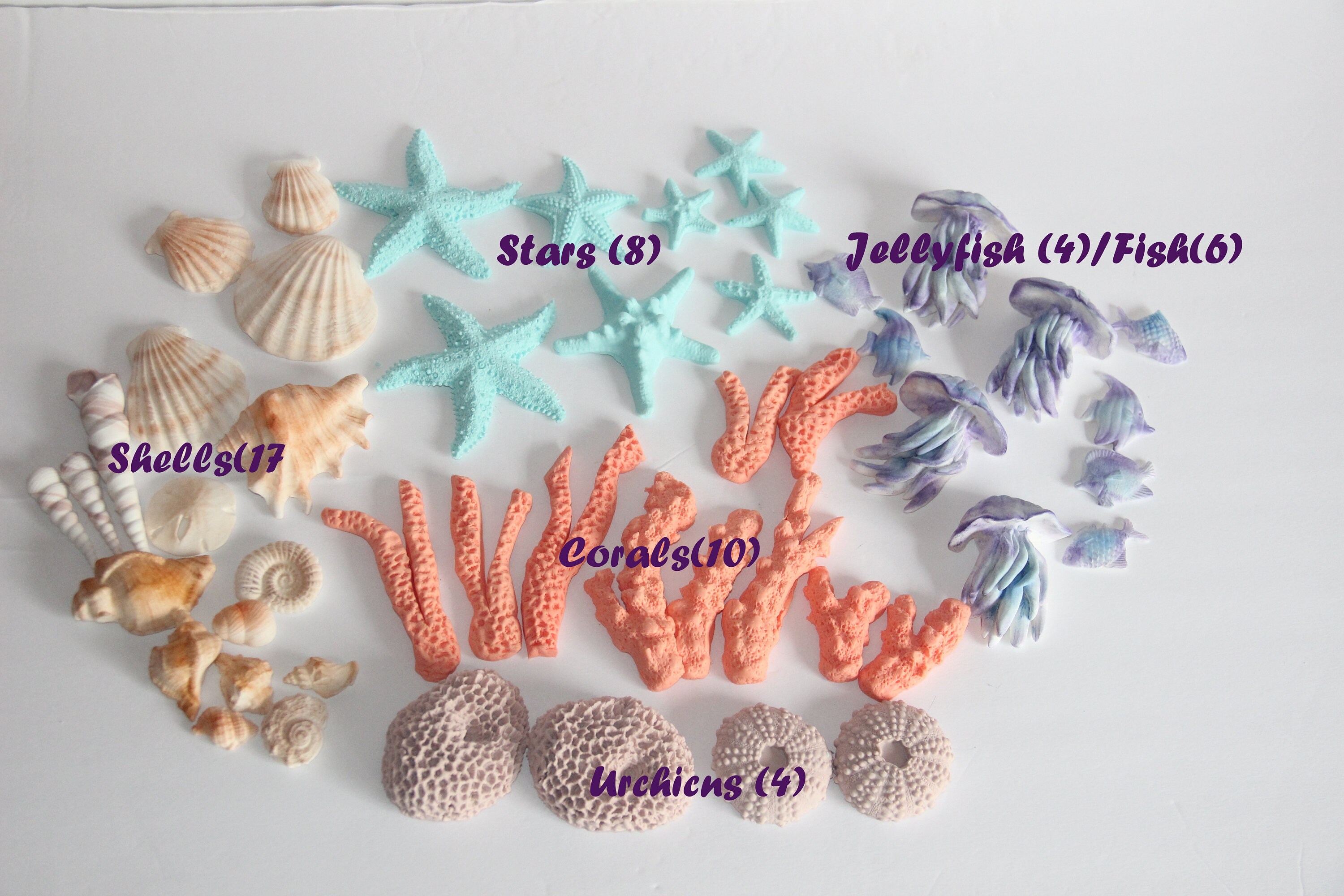 X-TRA LARGE Sea Shells Sea Stars 4 3 | Etsy