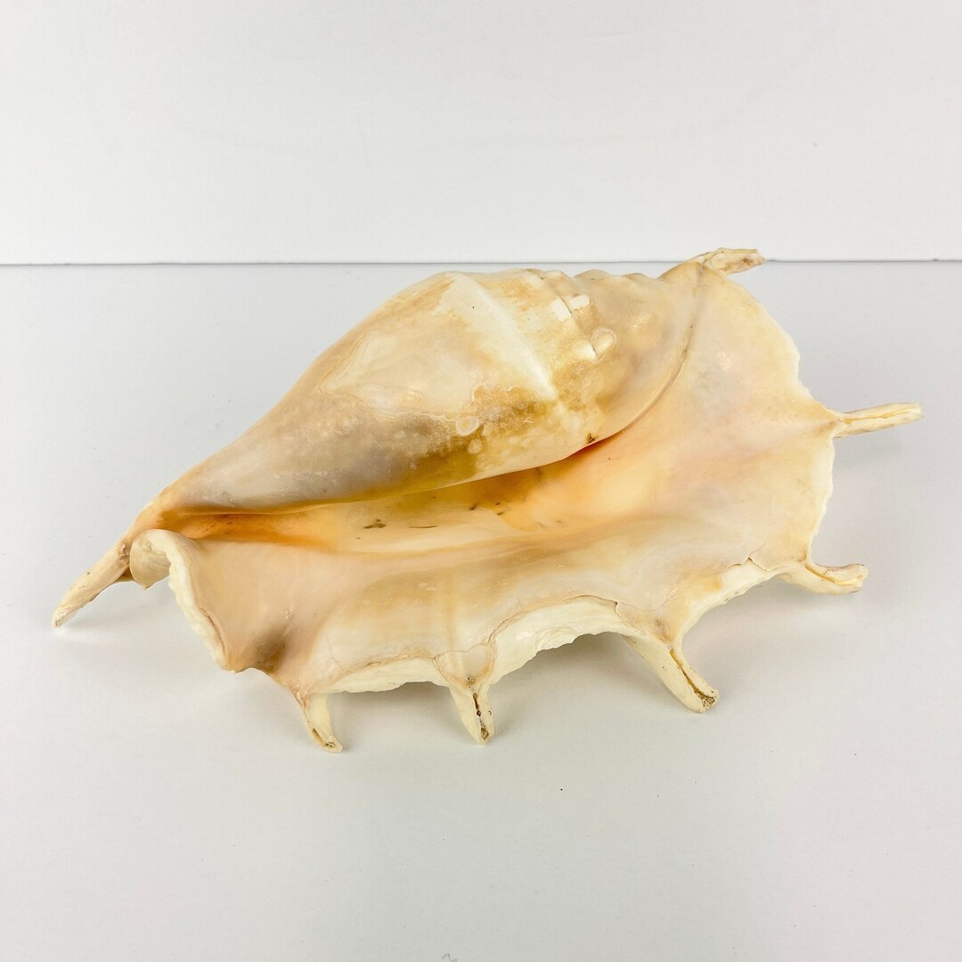 Giant Spider Conch Shell 10 - Etsy