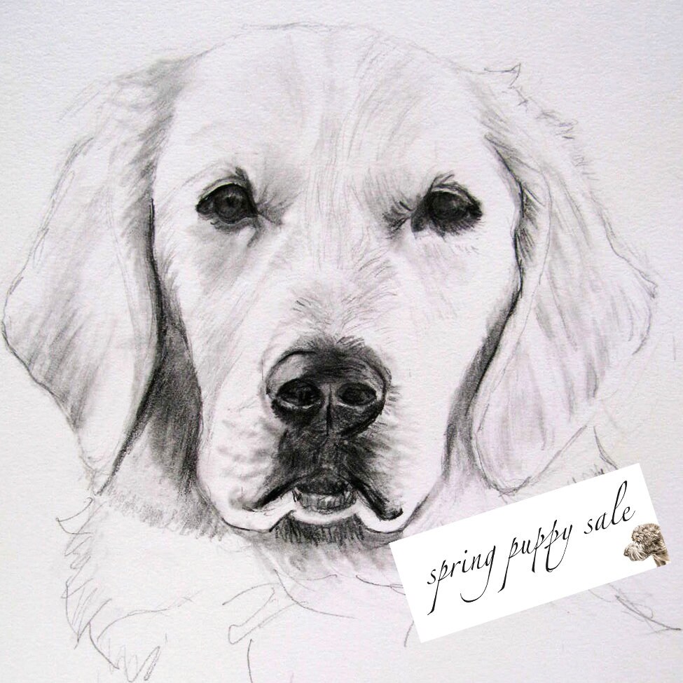 Professional Dog Portraits Watercolor Custom Dog Drawings Hand Sketched ...